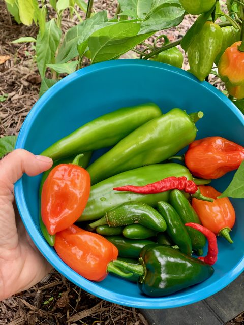 How To Make Homemade Smoked Paprika (with video)