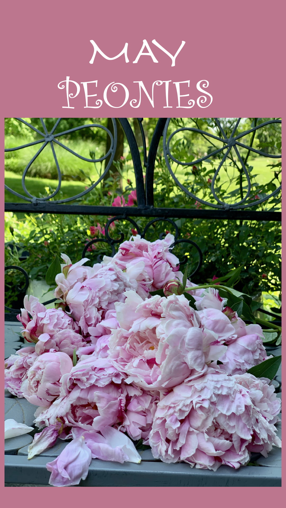 Pink Peony Colada Cocktail Recipe (with video)